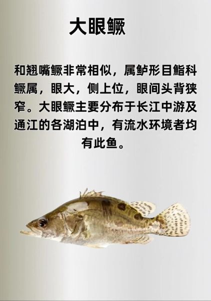 鲑鱼是什么鱼_桂鱼和鲑鱼哪个好-第2张图片-山城妙识