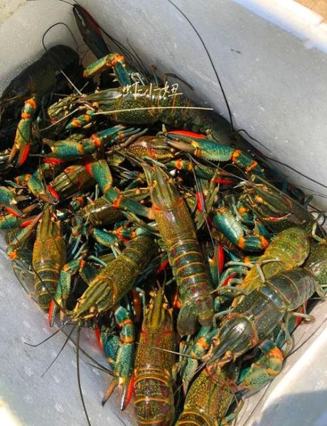 澳洲淡水龙虾养殖技术_澳洲淡水龙虾养殖条件-第1张图片-山城妙识 澳洲淡水龙虾养殖技术_澳洲淡水龙虾养殖条件-第1张图片-山城妙识