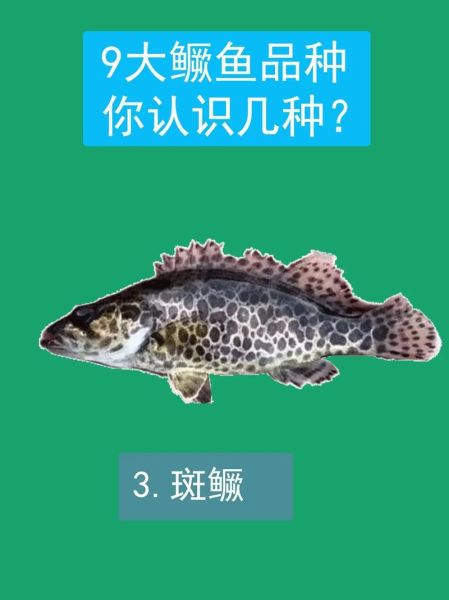 鲑鱼是什么鱼_桂鱼和鲑鱼哪个好-第3张图片-山城妙识