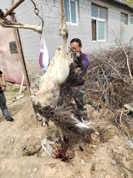 鸵鸟肉案真相_鸵鸟肉安全吗-第1张图片-山城妙识 鸵鸟肉案真相_鸵鸟肉安全吗-第1张图片-山城妙识