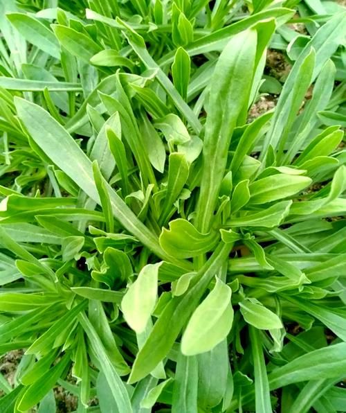 面条菜什么时候种_面条菜怎么种才能高产-第3张图片-山城妙识 面条菜什么时候种_面条菜怎么种才能高产-第3张图片-山城妙识