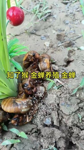 知了猴养殖技术_知了猴养殖赚钱吗-第3张图片-山城妙识