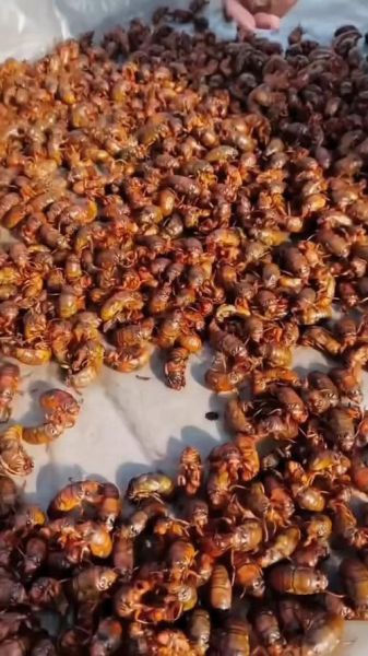 知了猴养殖技术_知了猴养殖赚钱吗-第1张图片-山城妙识