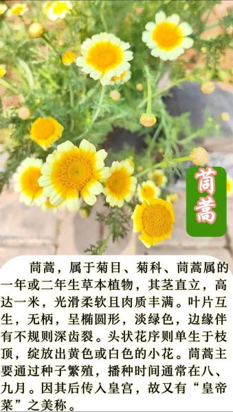 茼蒿致癌是真的吗_茼蒿功效与作用禁忌-第2张图片-山城妙识