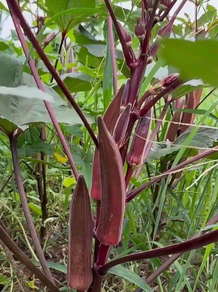 红秋葵能吃吗_红秋葵怎么吃才安全-第1张图片-山城妙识