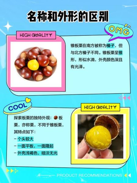 锥栗和板栗的区别_锥栗怎么做好吃-第1张图片-山城妙识 锥栗和板栗的区别_锥栗怎么做好吃-第1张图片-山城妙识