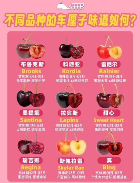 车厘子和樱桃有什么区别吗_车厘子与樱桃哪个更好吃-第3张图片-山城妙识 车厘子和樱桃有什么区别吗_车厘子与樱桃哪个更好吃-第3张图片-山城妙识