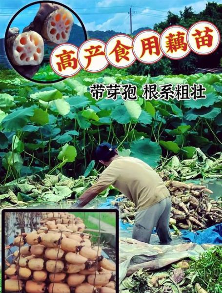 莲藕种植技术图解_如何种出高产莲藕-第1张图片-山城妙识