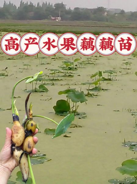 莲藕种植技术图解_如何种出高产莲藕-第3张图片-山城妙识