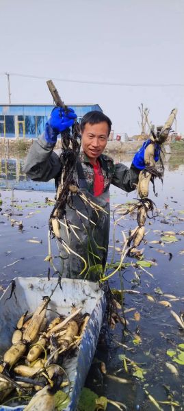 莲藕种植技术图解_如何种出高产莲藕-第2张图片-山城妙识