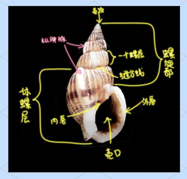 织纹螺有毒吗_怎么分辨织纹螺-第1张图片-山城妙识 织纹螺有毒吗_怎么分辨织纹螺-第1张图片-山城妙识