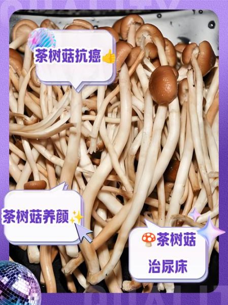 茶树菇怎么挑选_茶树菇的营养价值-第1张图片-山城妙识