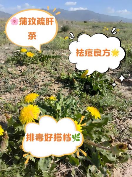 蒲公英最佳绝配是什么_蒲公英和什么搭配效果最好-第2张图片-山城妙识 蒲公英最佳绝配是什么_蒲公英和什么搭配效果最好-第2张图片-山城妙识