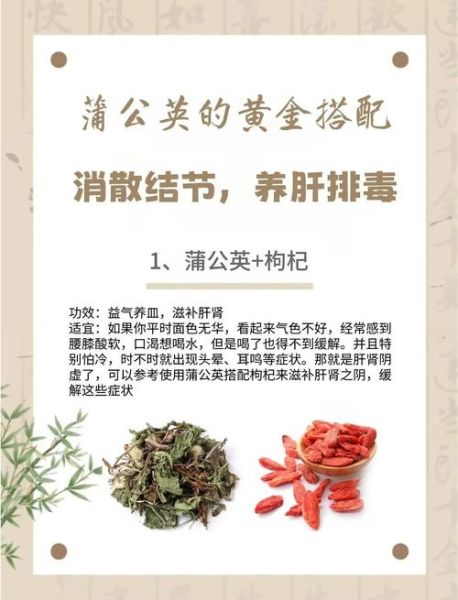 蒲公英最佳绝配是什么_蒲公英和什么搭配效果最好-第3张图片-山城妙识 蒲公英最佳绝配是什么_蒲公英和什么搭配效果最好-第3张图片-山城妙识