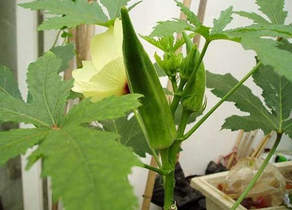 黄秋葵根的功效与作用_黄秋葵根怎么泡水喝-第2张图片-山城妙识