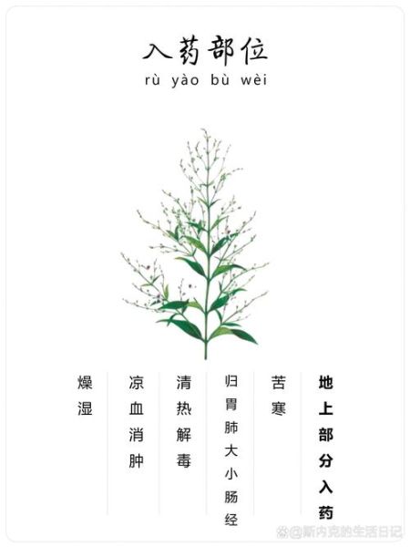 穿心莲的功效与作用有哪些_穿心莲的禁忌症是什么-第3张图片-山城妙识