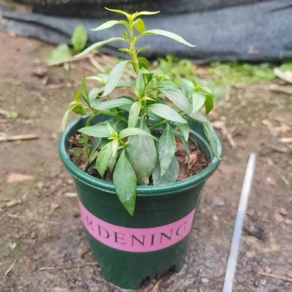 穿心莲的功效与作用有哪些_穿心莲的禁忌症是什么-第2张图片-山城妙识