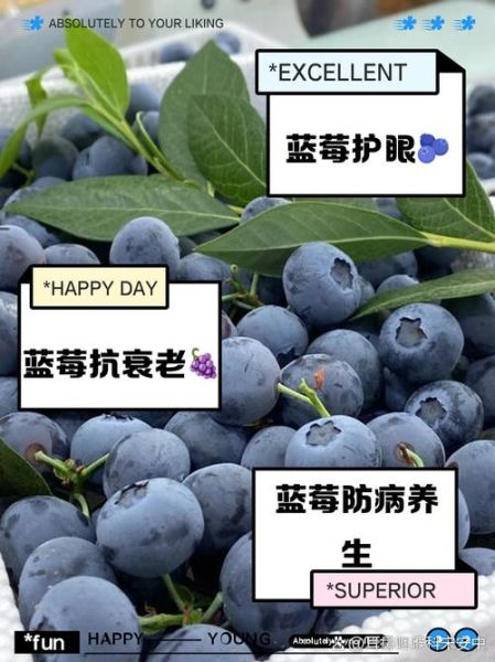 蓝莓的功效与作用有哪些_蓝莓的禁忌是什么-第3张图片-山城妙识 蓝莓的功效与作用有哪些_蓝莓的禁忌是什么-第3张图片-山城妙识