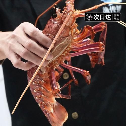 澳龙与红龙哪个贵_澳龙和红龙价格对比-第1张图片-山城妙识 澳龙与红龙哪个贵_澳龙和红龙价格对比-第1张图片-山城妙识