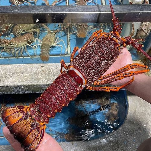 澳龙与红龙哪个贵_澳龙和红龙价格对比-第2张图片-山城妙识 澳龙与红龙哪个贵_澳龙和红龙价格对比-第2张图片-山城妙识