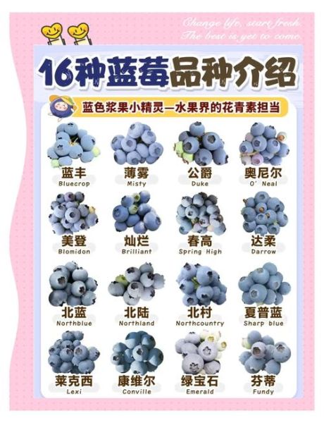 蓝莓的功效与作用有哪些_蓝莓的禁忌是什么-第1张图片-山城妙识 蓝莓的功效与作用有哪些_蓝莓的禁忌是什么-第1张图片-山城妙识