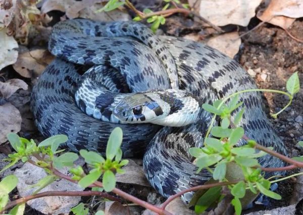 野鸡脖子蛇真的存在吗_野鸡脖子蛇是什么蛇-第1张图片-山城妙识 野鸡脖子蛇真的存在吗_野鸡脖子蛇是什么蛇-第1张图片-山城妙识
