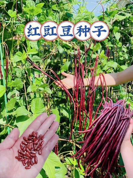 红豇豆图片怎么拍_红豇豆和红豆的区别-第1张图片-山城妙识 红豇豆图片怎么拍_红豇豆和红豆的区别-第1张图片-山城妙识