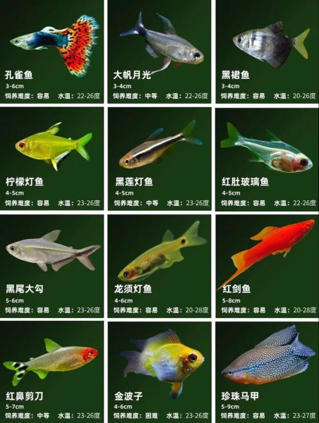 鱼图片大全_如何挑选高清观赏鱼图-第1张图片-山城妙识 鱼图片大全_如何挑选高清观赏鱼图-第1张图片-山城妙识