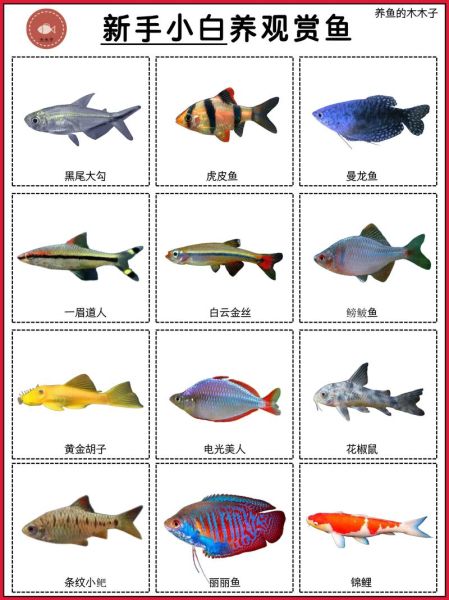 鱼图片大全_如何挑选高清观赏鱼图-第2张图片-山城妙识 鱼图片大全_如何挑选高清观赏鱼图-第2张图片-山城妙识