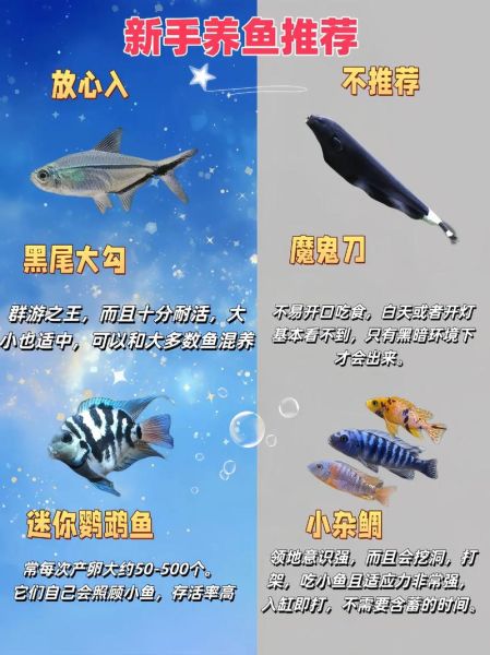 鱼图片大全_如何挑选高清观赏鱼图-第3张图片-山城妙识 鱼图片大全_如何挑选高清观赏鱼图-第3张图片-山城妙识