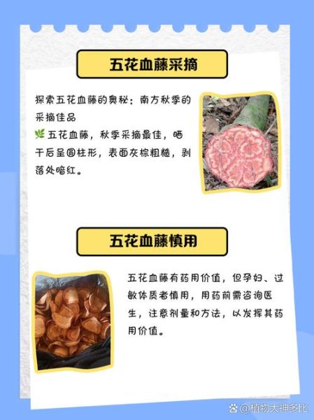 五香血藤的功效与作用_五香血藤能治疗哪些疾病-第2张图片-山城妙识 五香血藤的功效与作用_五香血藤能治疗哪些疾病-第2张图片-山城妙识