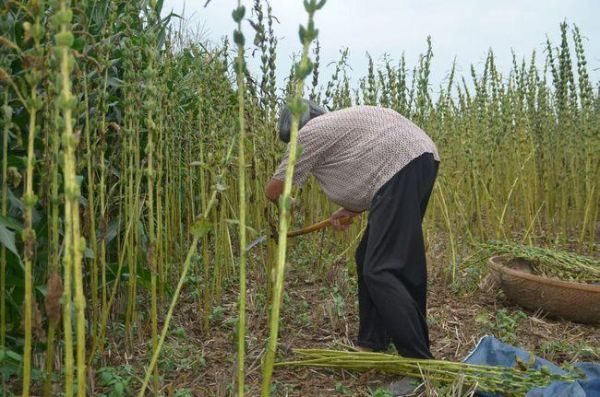 芝麻女孩图片_芝麻女孩图片背后的故事-第1张图片-山城妙识 芝麻女孩图片_芝麻女孩图片背后的故事-第1张图片-山城妙识