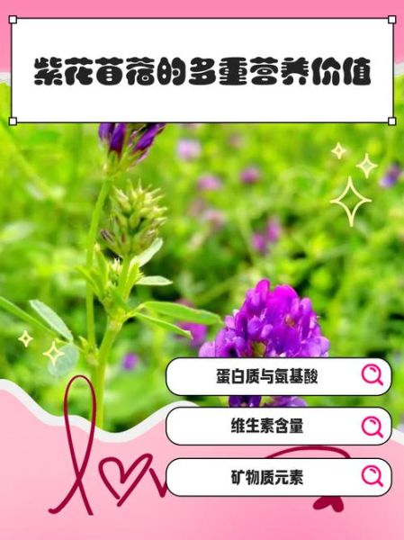 紫花苜蓿的营养价值_紫花苜蓿怎么吃最营养-第1张图片-山城妙识 紫花苜蓿的营养价值_紫花苜蓿怎么吃最营养-第1张图片-山城妙识
