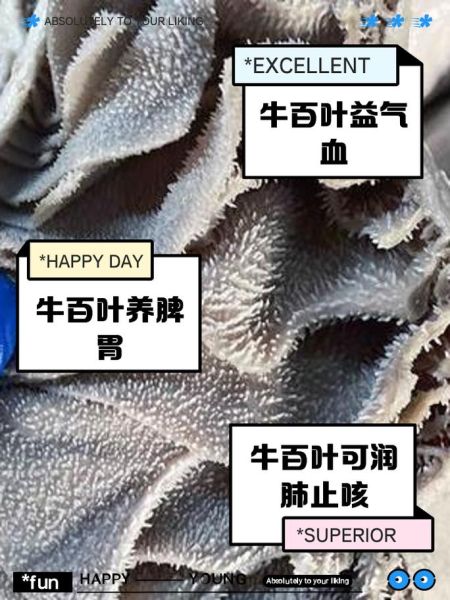牛百叶的功效与作用_牛百叶怎么吃最养胃-第2张图片-山城妙识 牛百叶的功效与作用_牛百叶怎么吃最养胃-第2张图片-山城妙识