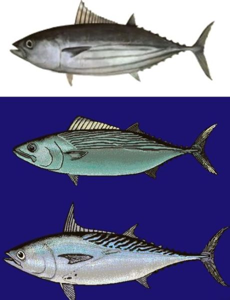 鲣鱼是什么鱼_鲣鱼和金枪鱼的区别-第1张图片-山城妙识 鲣鱼是什么鱼_鲣鱼和金枪鱼的区别-第1张图片-山城妙识