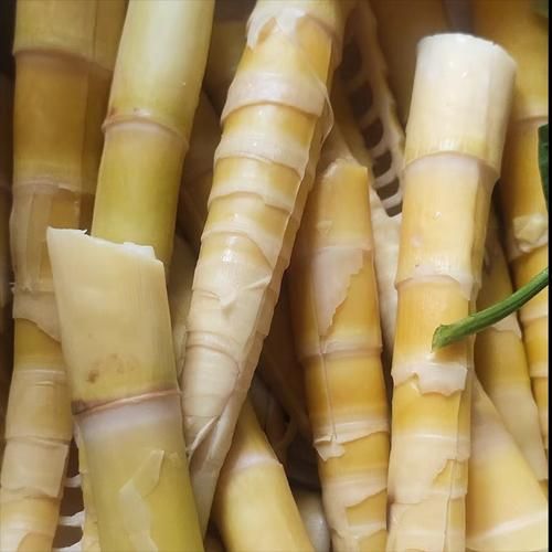 竹笋是湿气重的食物吗_湿气重的人能吃竹笋吗-第1张图片-山城妙识