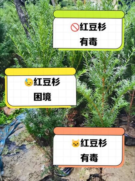 红豆杉果子吃多少会中毒_中毒症状多久出现-第2张图片-山城妙识 红豆杉果子吃多少会中毒_中毒症状多久出现-第2张图片-山城妙识