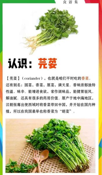 芫荽菜怎么种_芫荽菜和香菜的区别-第2张图片-山城妙识 芫荽菜怎么种_芫荽菜和香菜的区别-第2张图片-山城妙识