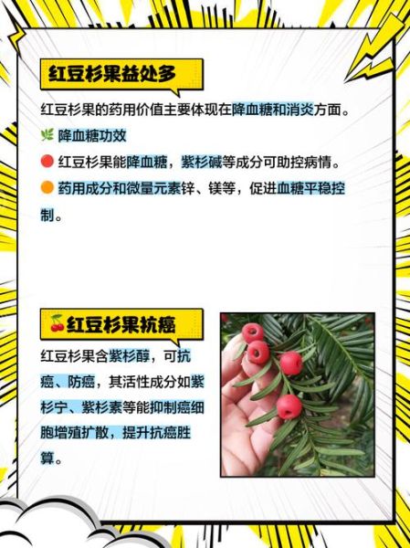 红豆杉果子吃多少会中毒_中毒症状多久出现-第1张图片-山城妙识 红豆杉果子吃多少会中毒_中毒症状多久出现-第1张图片-山城妙识