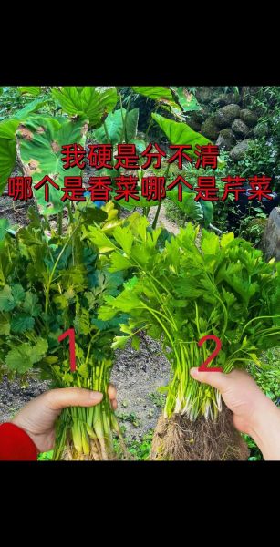 芫荽菜怎么种_芫荽菜和香菜的区别-第1张图片-山城妙识 芫荽菜怎么种_芫荽菜和香菜的区别-第1张图片-山城妙识