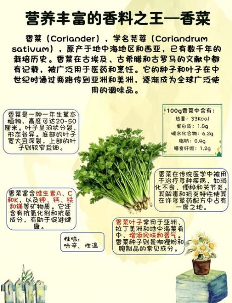 芫荽菜怎么种_芫荽菜和香菜的区别-第3张图片-山城妙识 芫荽菜怎么种_芫荽菜和香菜的区别-第3张图片-山城妙识