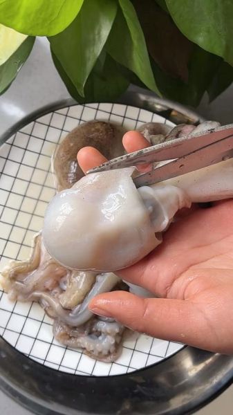八爪鱼怎么处理_八爪鱼怎么杀干净-第3张图片-山城妙识 八爪鱼怎么处理_八爪鱼怎么杀干净-第3张图片-山城妙识