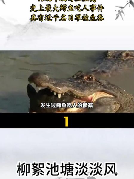 鳄鱼吃人吗_鳄鱼攻击人类概率-第1张图片-山城妙识 鳄鱼吃人吗_鳄鱼攻击人类概率-第1张图片-山城妙识