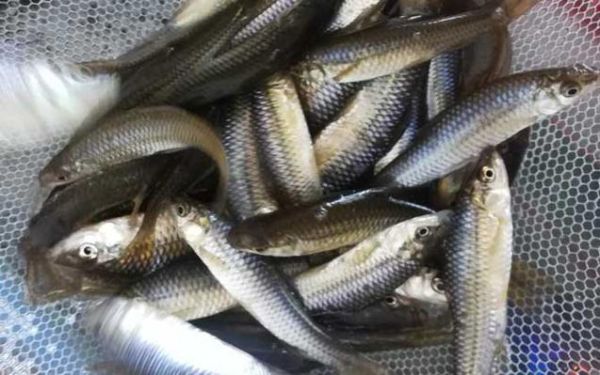 麦穗鱼怎么钓_麦穗鱼钓法技巧-第2张图片-山城妙识 麦穗鱼怎么钓_麦穗鱼钓法技巧-第2张图片-山城妙识