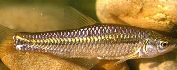 麦穗鱼怎么钓_麦穗鱼钓法技巧-第1张图片-山城妙识 麦穗鱼怎么钓_麦穗鱼钓法技巧-第1张图片-山城妙识