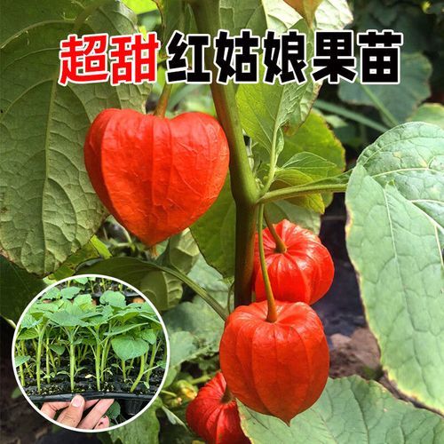 洋姑娘的学名是什么_洋姑娘和灯笼果区别-第1张图片-山城妙识 洋姑娘的学名是什么_洋姑娘和灯笼果区别-第1张图片-山城妙识