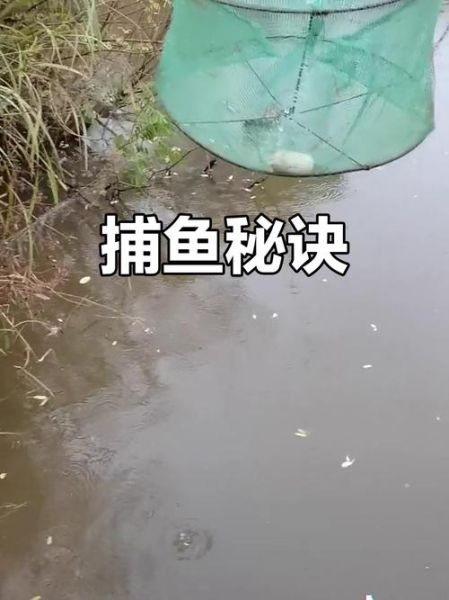 麦穗鱼怎么钓_麦穗鱼钓法技巧-第3张图片-山城妙识 麦穗鱼怎么钓_麦穗鱼钓法技巧-第3张图片-山城妙识