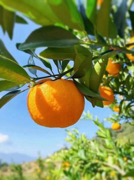 芦柑多少钱一斤_芦柑价格走势-第1张图片-山城妙识 芦柑多少钱一斤_芦柑价格走势-第1张图片-山城妙识