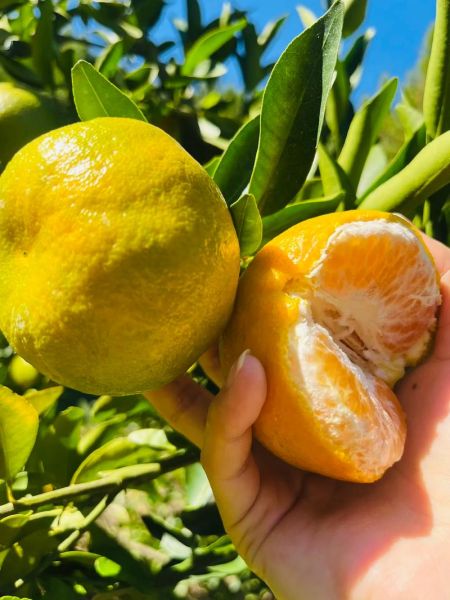 芦柑多少钱一斤_芦柑价格走势-第2张图片-山城妙识 芦柑多少钱一斤_芦柑价格走势-第2张图片-山城妙识