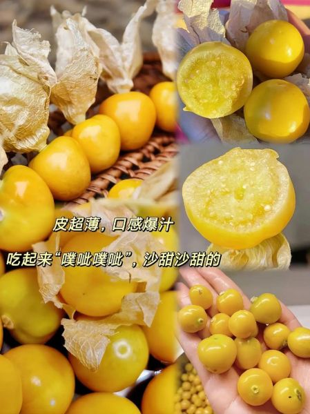 洋姑娘的学名是什么_洋姑娘和灯笼果区别-第2张图片-山城妙识 洋姑娘的学名是什么_洋姑娘和灯笼果区别-第2张图片-山城妙识